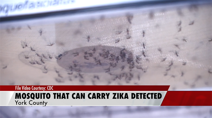Mosquitoes that can carry Zika Identified in Nebraska - NEWS CHANNEL ...