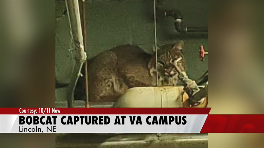 Bobcat captured inside a building on the Veterans Affairs campus in ...