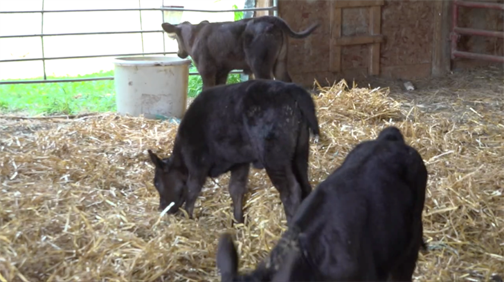 Cow Births Triplets - NORTHEAST - NEWS CHANNEL NEBRASKA